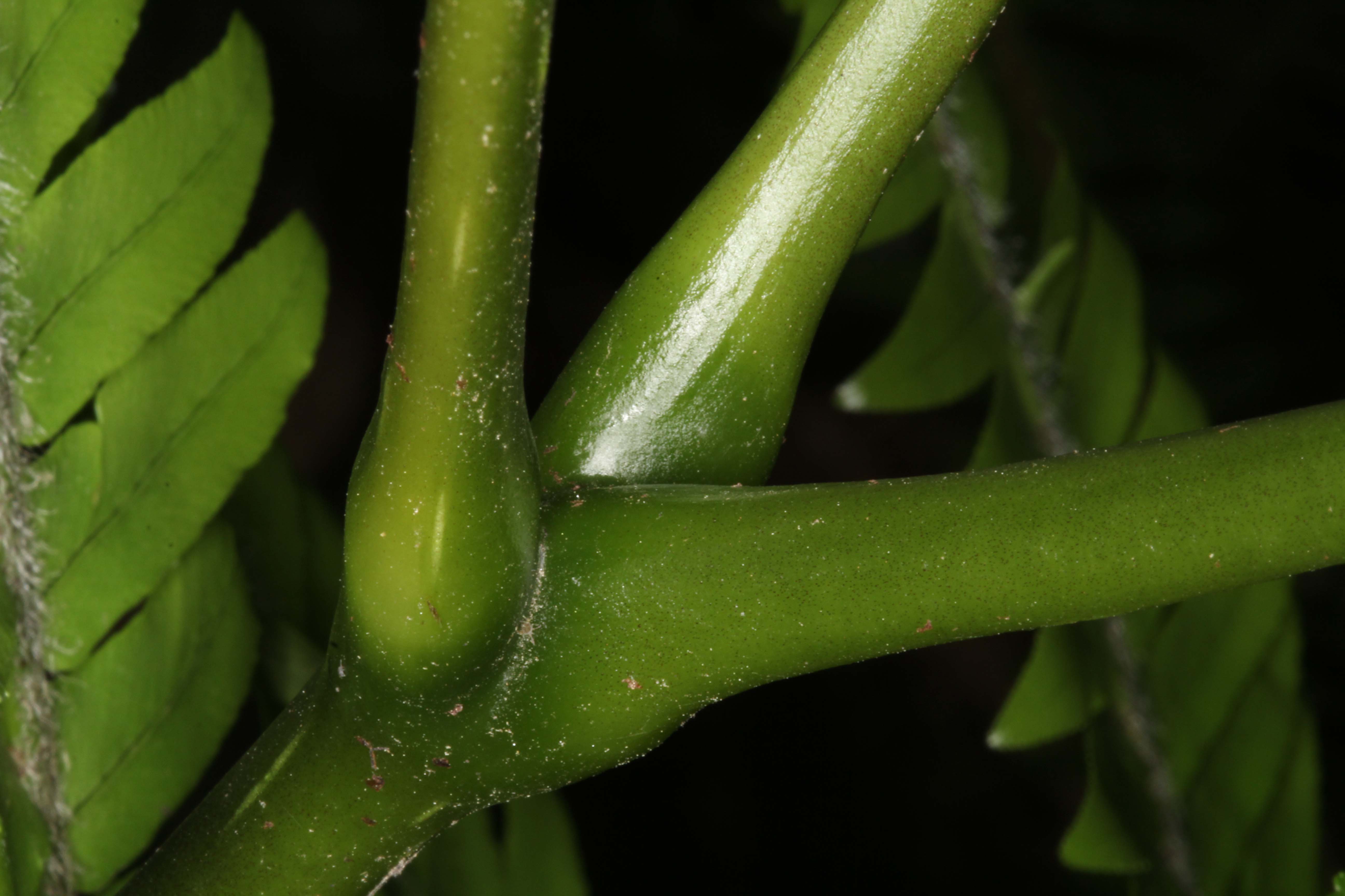 Eupodium Kaulfussii Ferns And Lycophytes Of The World