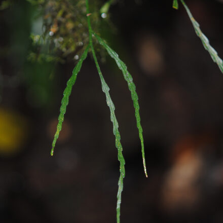 Asplenium salignum | Ferns and Lycophytes of the World