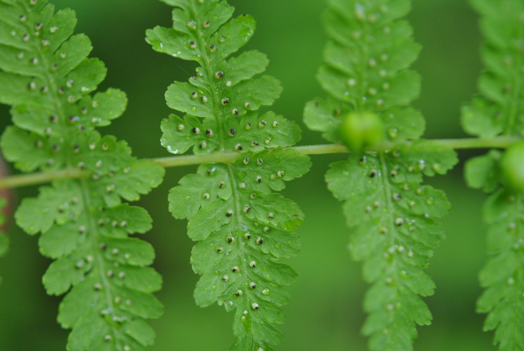 Cystopteris bulbifera | Ferns and Lycophytes of the World