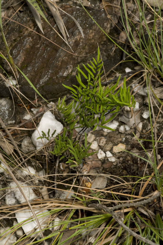 Pellaea cymbiformis | Ferns and Lycophytes of the World