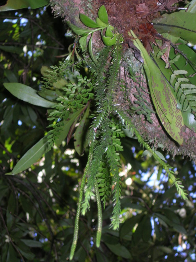 Phlegmariurus tetrastichoides | Ferns and Lycophytes of the World
