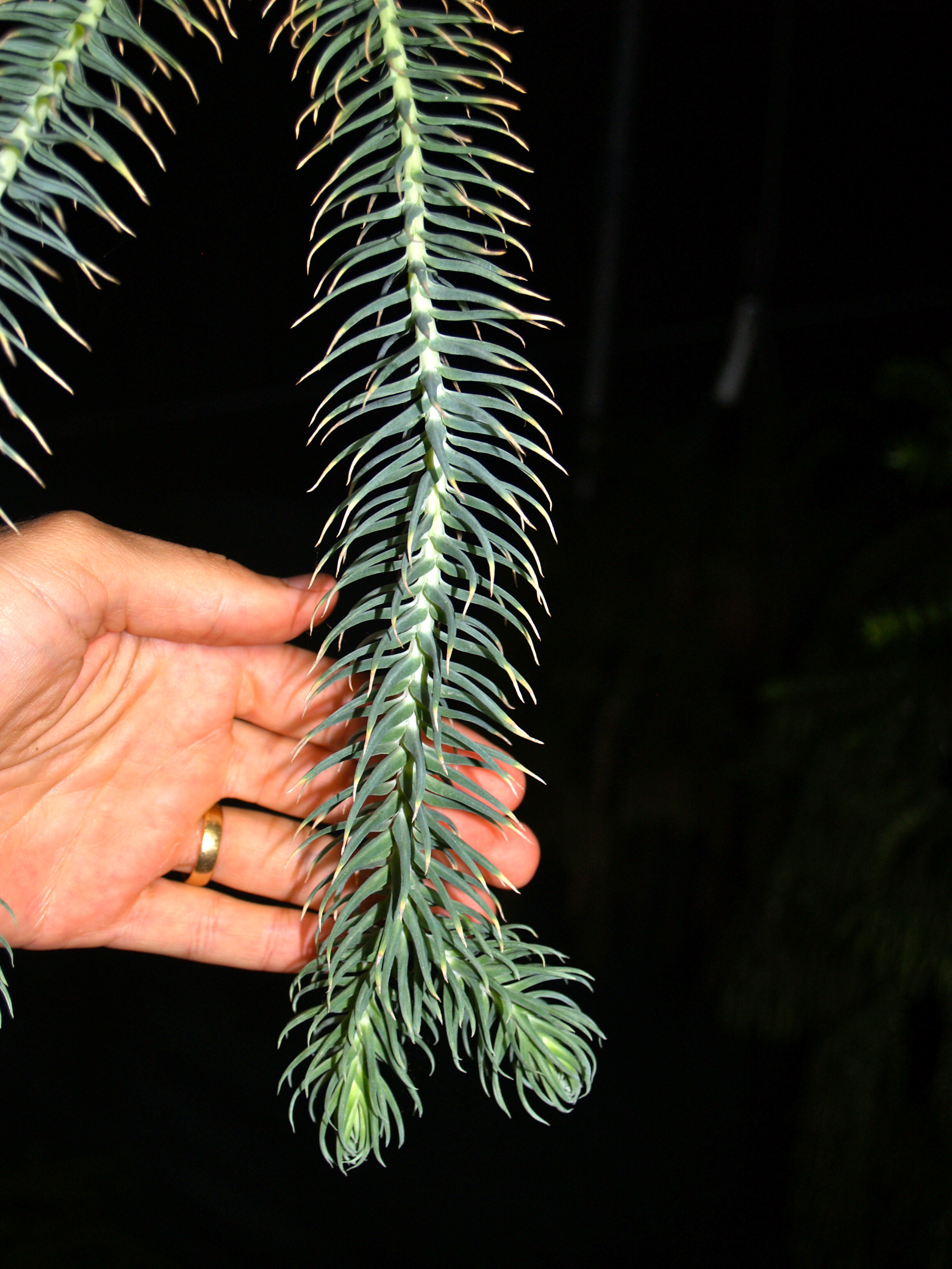 Phlegmariurus dalhousieanus | Ferns and Lycophytes of the World