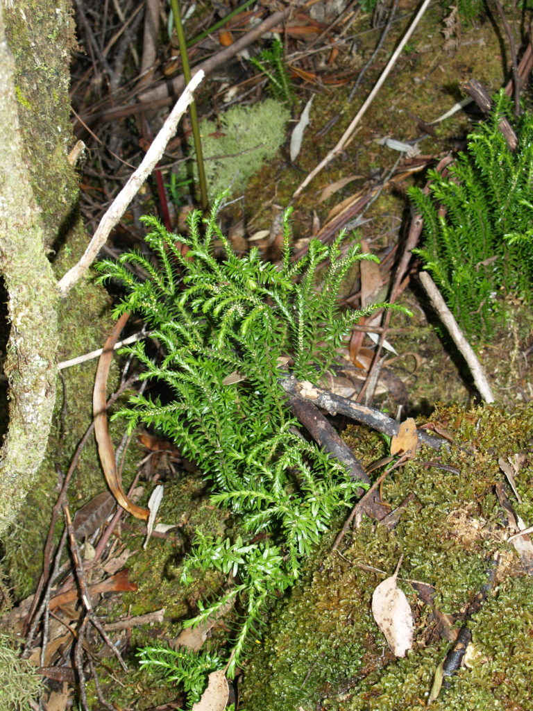 Phlegmariurus varius | Ferns and Lycophytes of the World