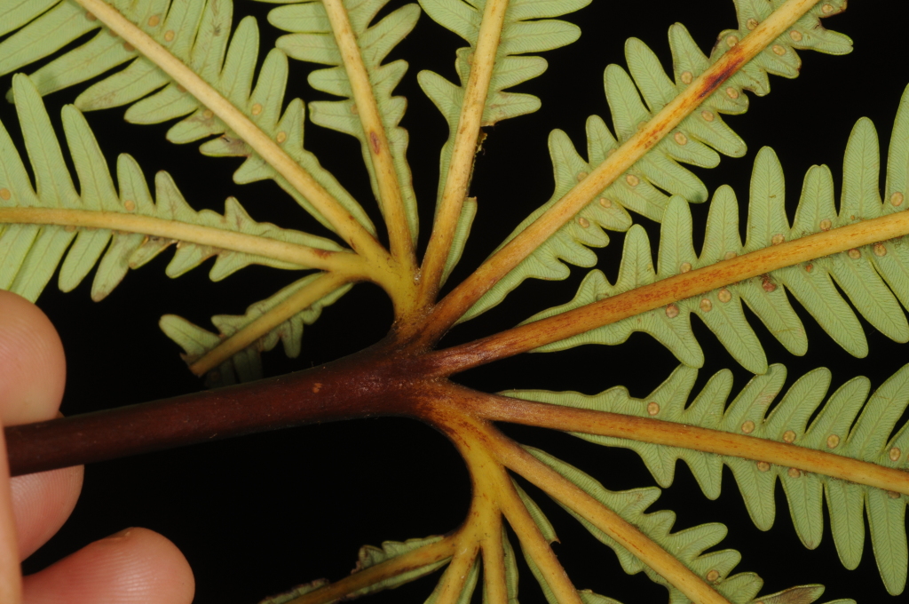 Matonia foxworthyi | Ferns and Lycophytes of the World