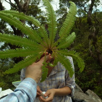 Matonia foxworthyi | Ferns and Lycophytes of the World