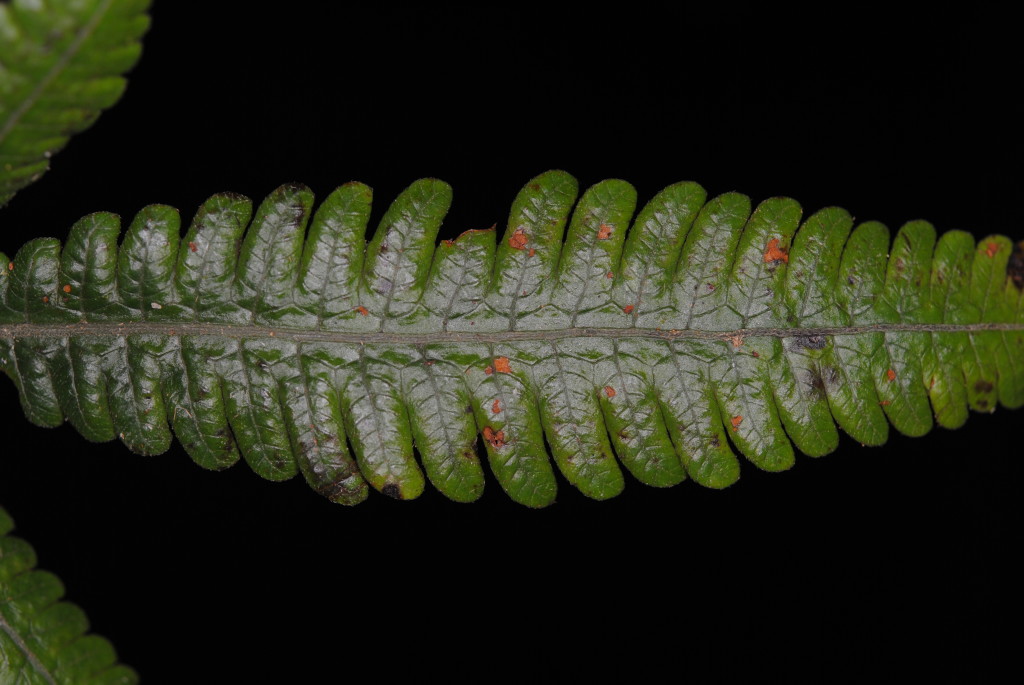 3737 Pronephrium 13 | Ferns and Lycophytes of the World