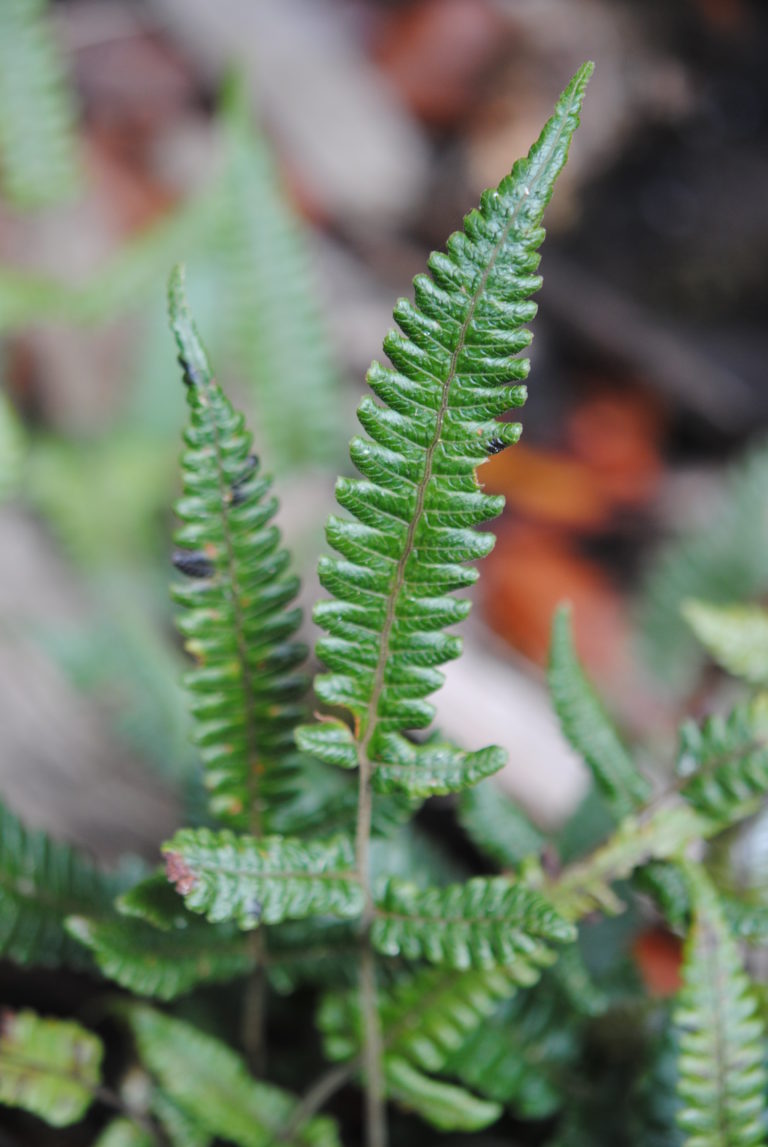 3737 Pronephrium 3 | Ferns and Lycophytes of the World