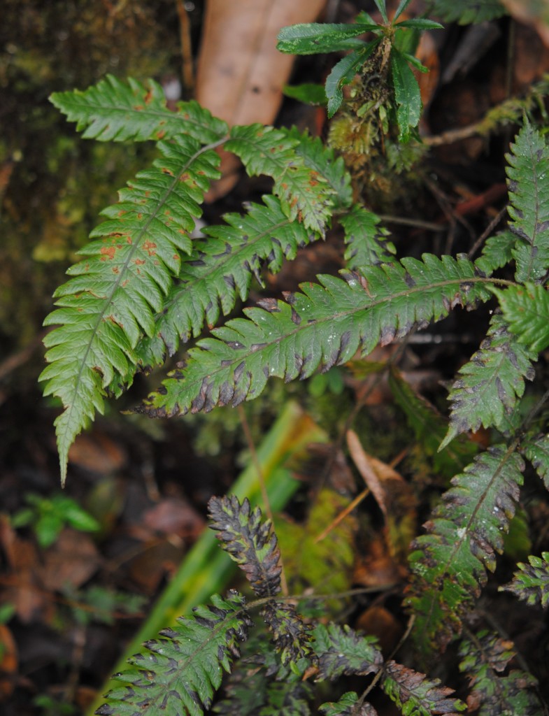 3737 Pronephrium | Ferns and Lycophytes of the World