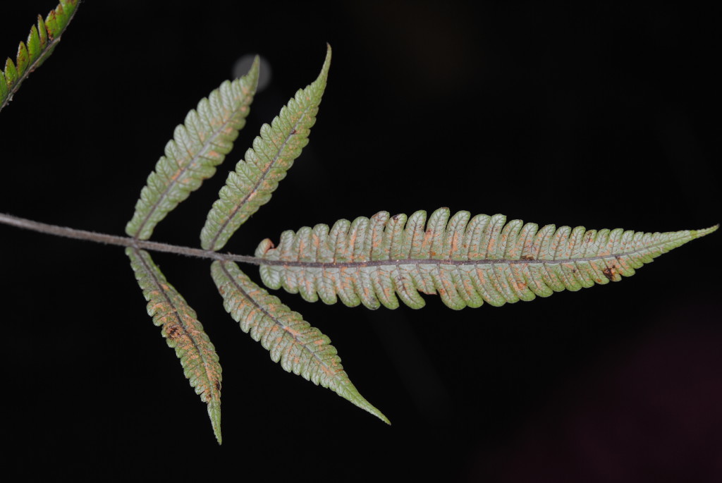 3737 Pronephrium 9 | Ferns and Lycophytes of the World