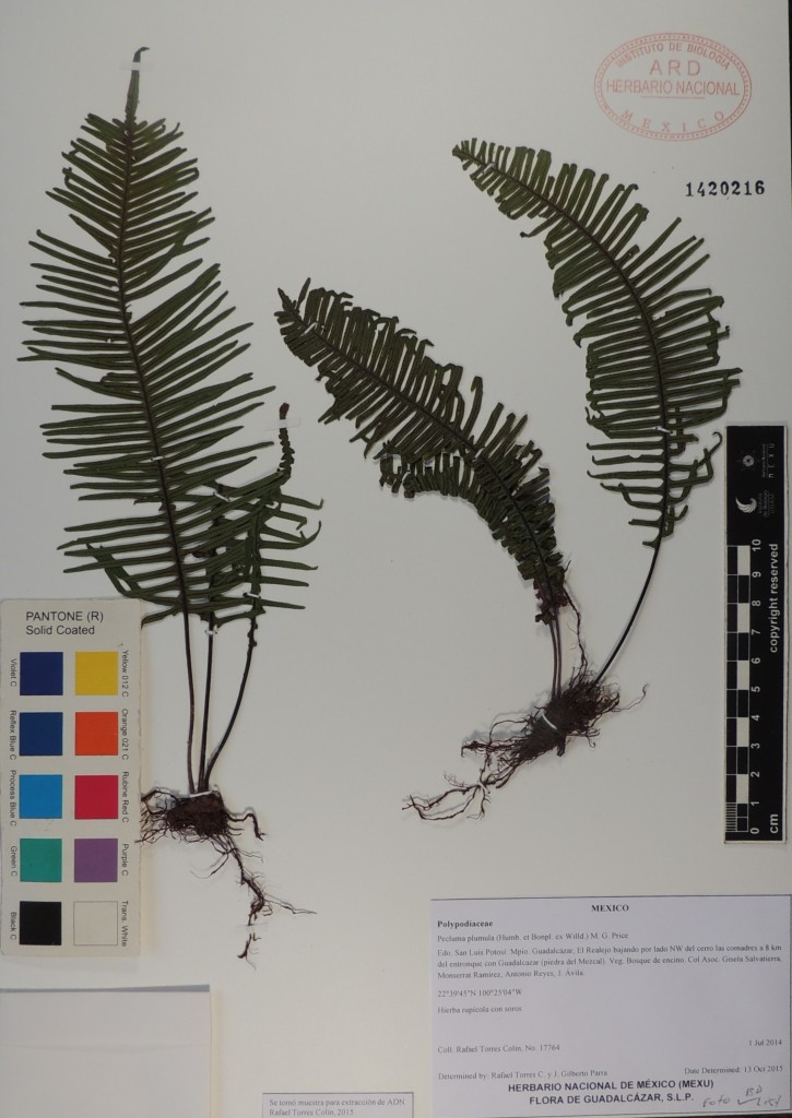 Pecluma plumula | Ferns and Lycophytes of the World