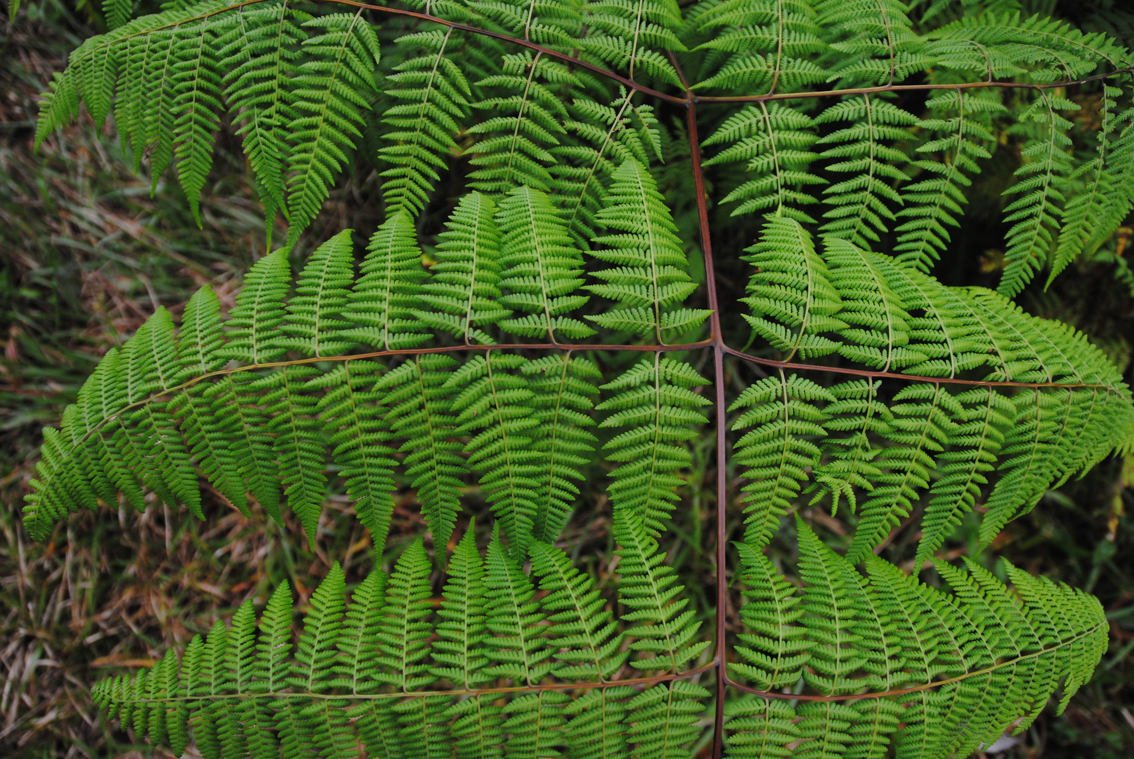 Hypolepis Elegans Ferns And Lycophytes Of The World