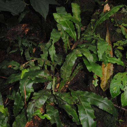 Leptochilus macrophyllus | Ferns and Lycophytes of the World