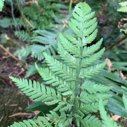 Dryopteris expansa | Ferns and Lycophytes of the World