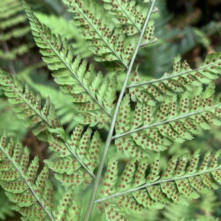 Matonia foxworthyi | Ferns and Lycophytes of the World