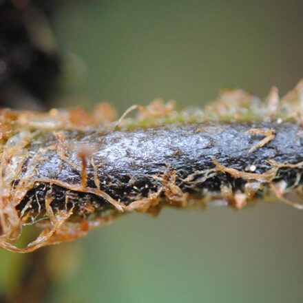 Deparia petersenii | Ferns and Lycophytes of the World