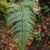 Asplenium cuneatum | Ferns and Lycophytes of the World