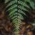 Asplenium cuneatum | Ferns and Lycophytes of the World