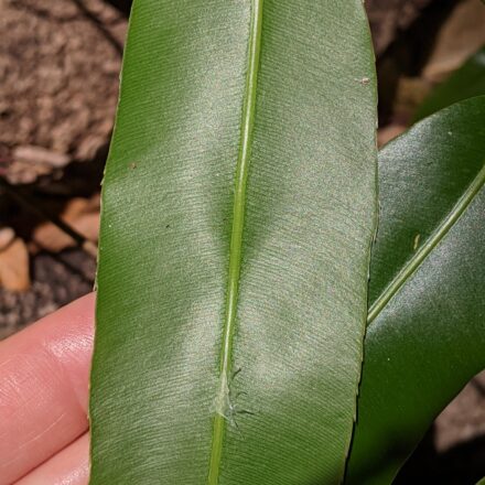 Stenochlaena palustris | Ferns and Lycophytes of the World