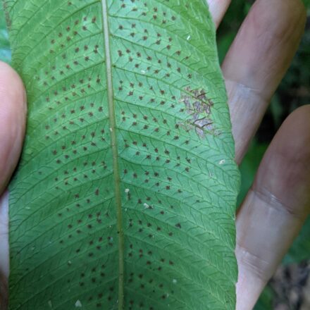 Pronephrium asperum | Ferns and Lycophytes of the World