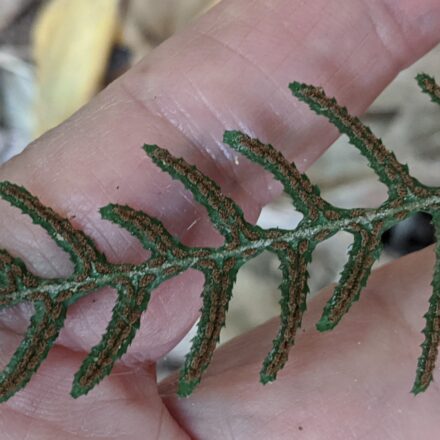 Doodia caudata | Ferns and Lycophytes of the World