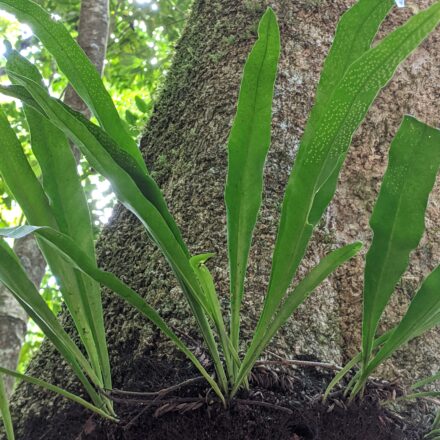 Microsorum punctatum | Ferns and Lycophytes of the World