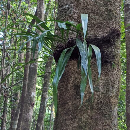 Microsorum punctatum | Ferns and Lycophytes of the World