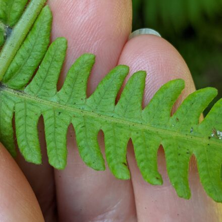 Christella dentata | Ferns and Lycophytes of the World