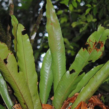 Microsorum glossophyllum | Ferns and Lycophytes of the World
