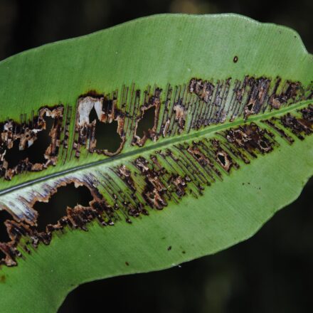 Asplenium musifolium | Ferns and Lycophytes of the World