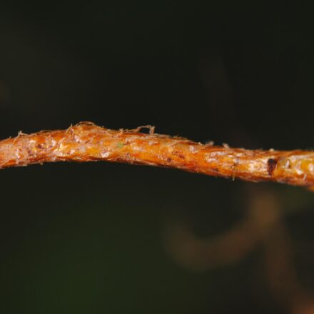 Davallia repens s.l. | Ferns and Lycophytes of the World