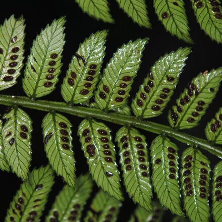 Stenochlaena palustris | Ferns and Lycophytes of the World