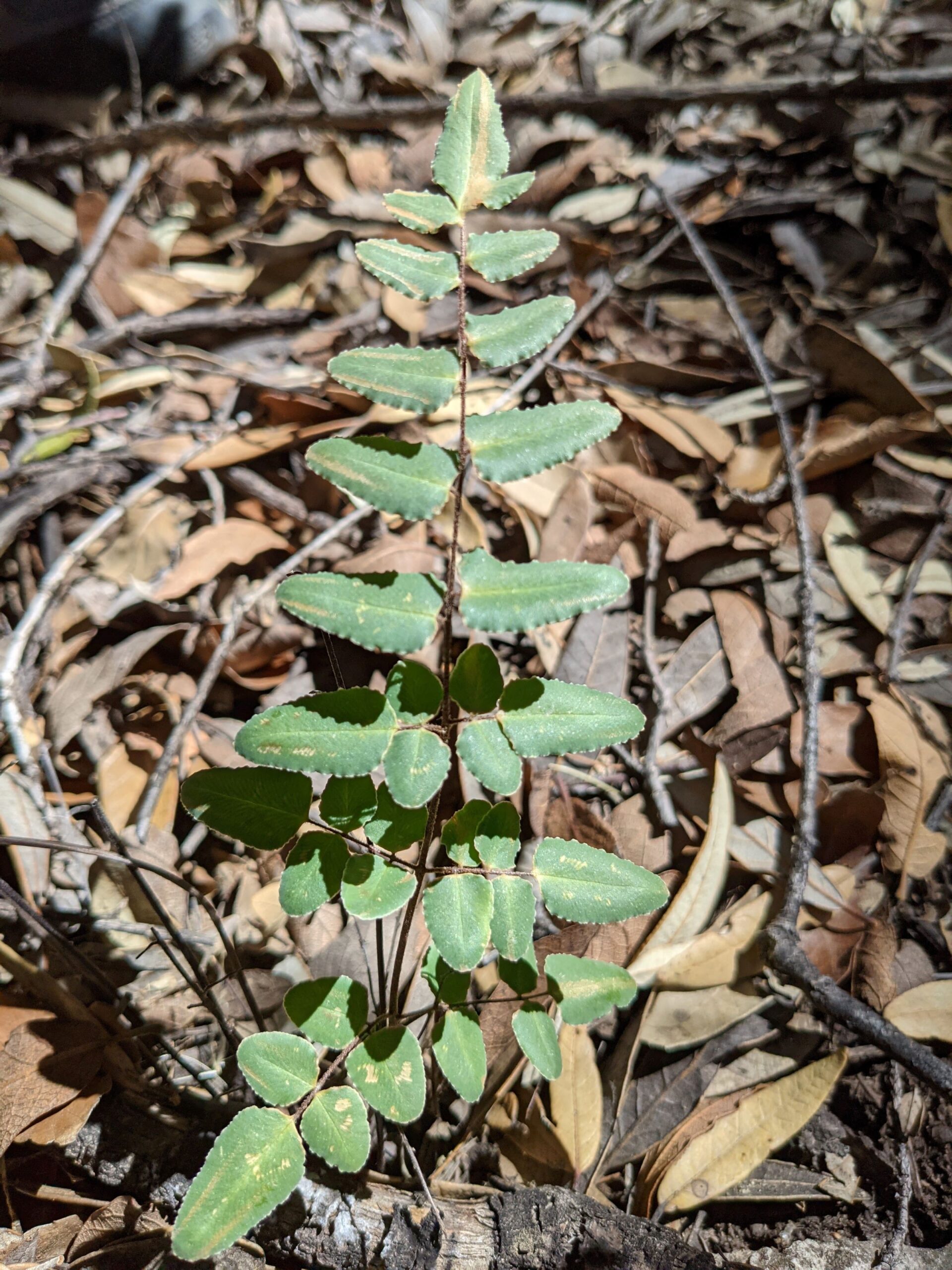 Pellaea atropurpurea | Ferns and Lycophytes of the World