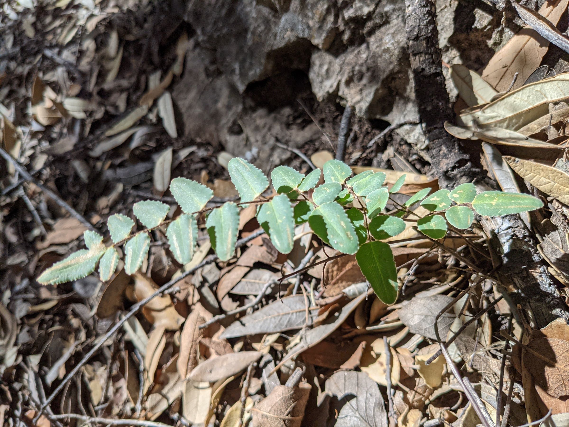 Pellaea atropurpurea | Ferns and Lycophytes of the World