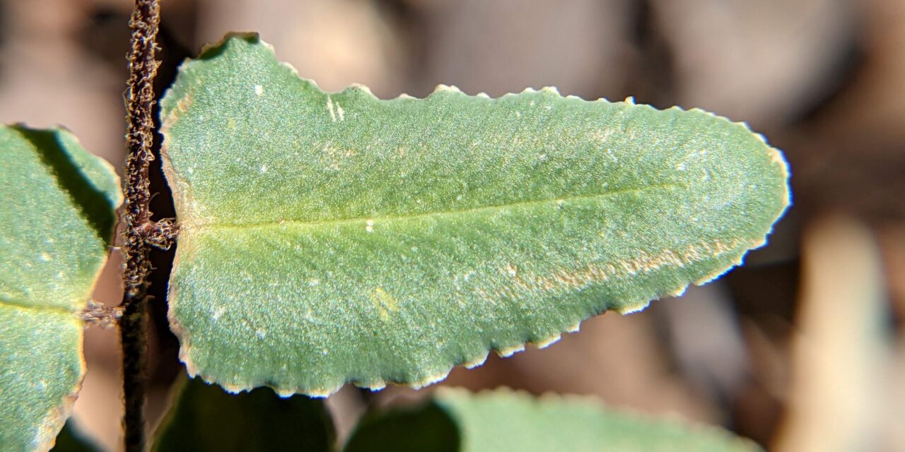 Pellaea atropurpurea | Ferns and Lycophytes of the World
