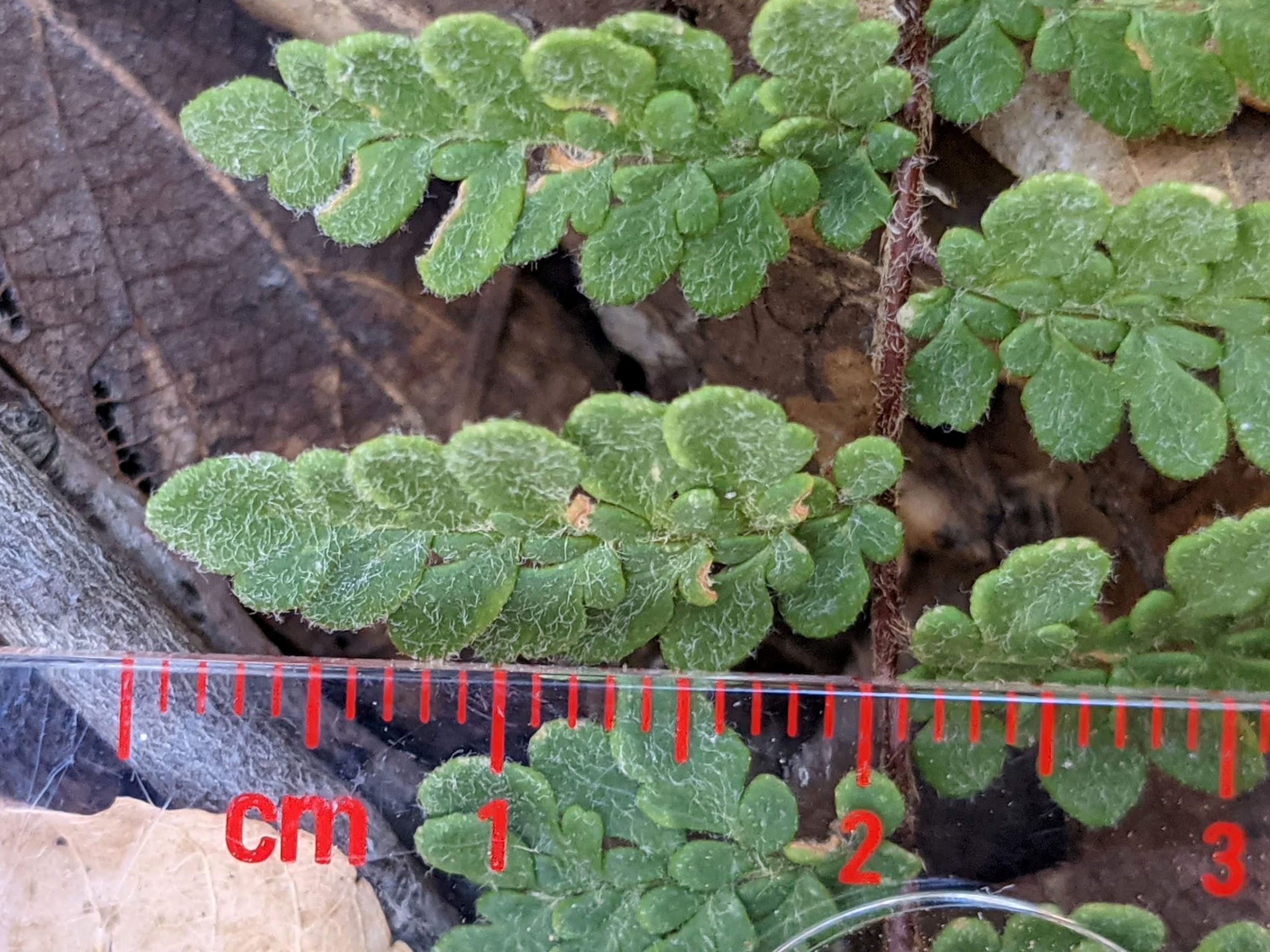 Myriopteris tomentosa | Ferns and Lycophytes of the World