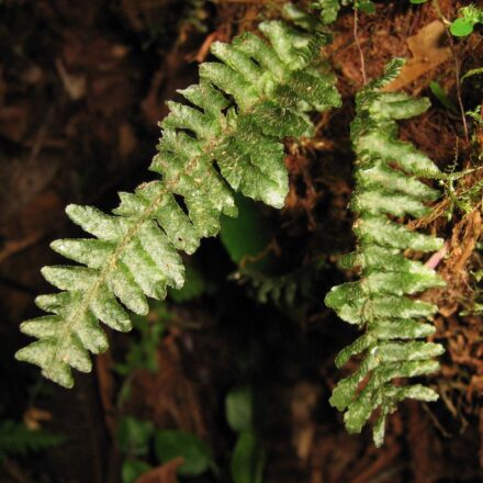 Christella dentata | Ferns and Lycophytes of the World