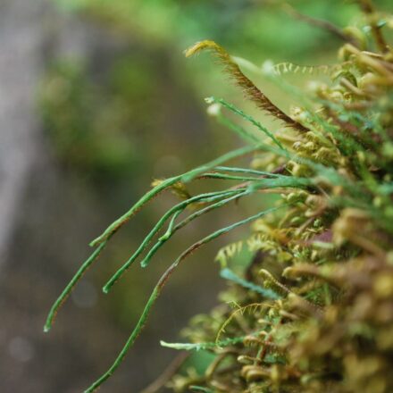 Cochlidium serrulatum | Ferns and Lycophytes of the World
