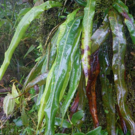 Asplenium normale | Ferns and Lycophytes of the World