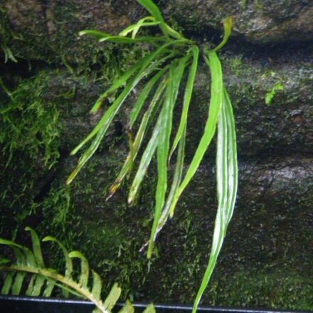 Polytaenium lineatum | Ferns and Lycophytes of the World