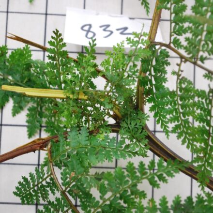 Hiya nigrescens | Ferns and Lycophytes of the World