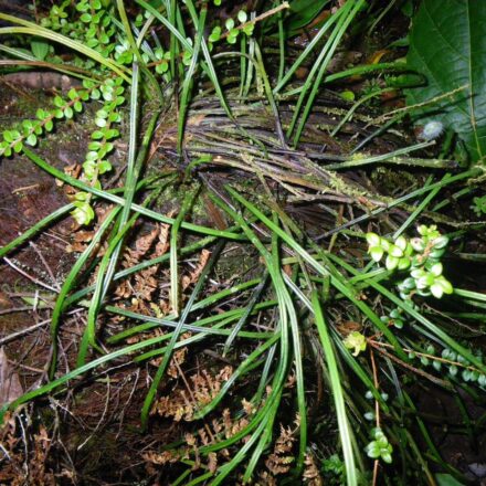 Vittaria bradeorum | Ferns and Lycophytes of the World