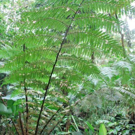 Matonia foxworthyi | Ferns and Lycophytes of the World