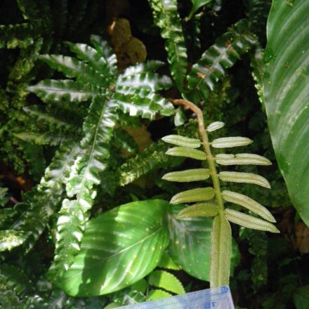 Danaea plicata | Ferns and Lycophytes of the World