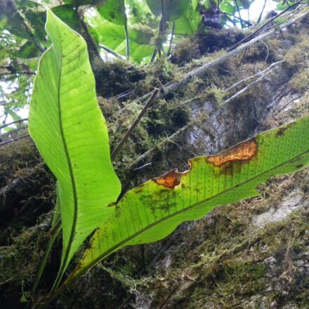 Matonia foxworthyi | Ferns and Lycophytes of the World