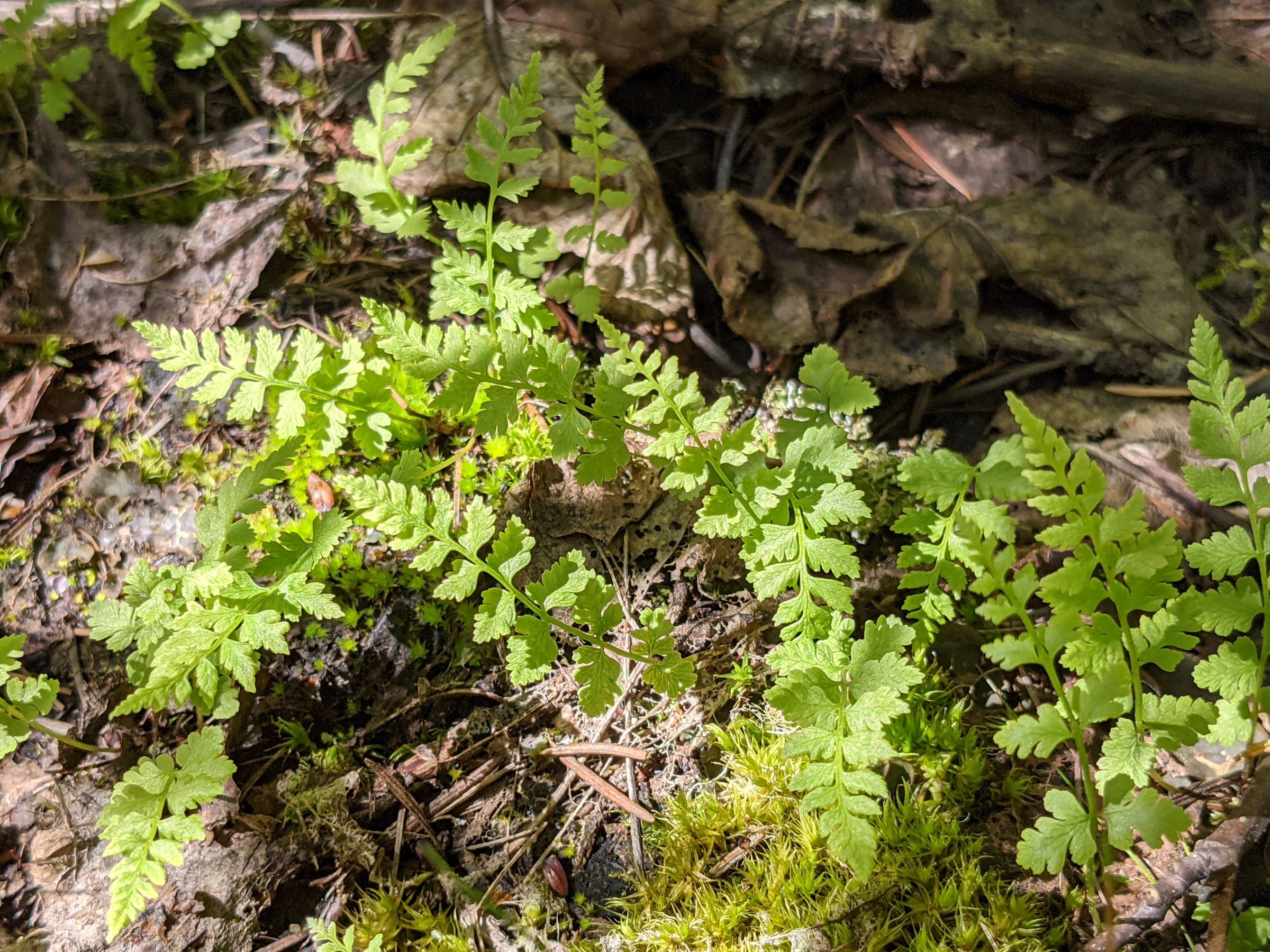 Cystopteris fragilis | Ferns and Lycophytes of the World