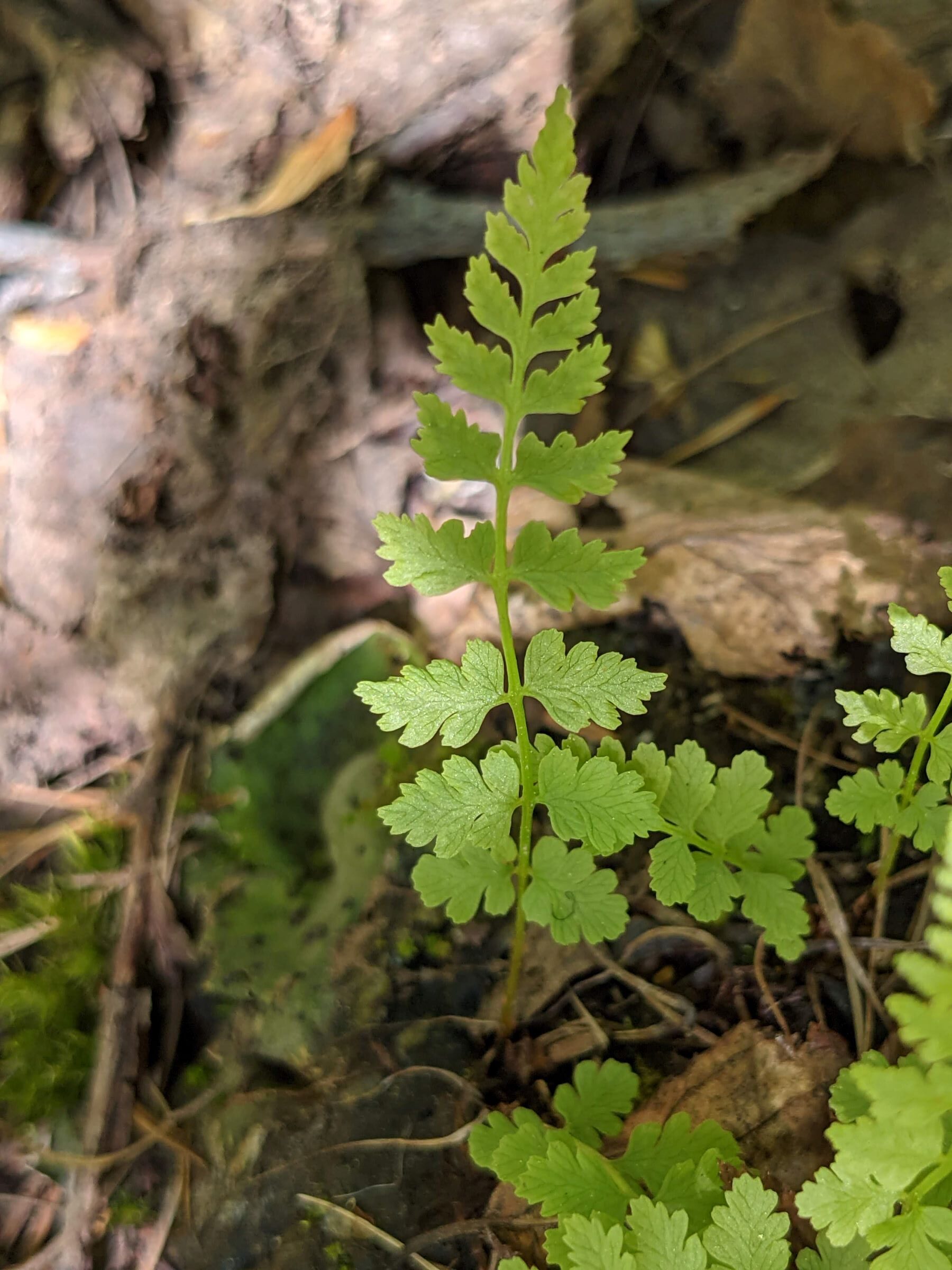 Cystopteris fragilis | Ferns and Lycophytes of the World