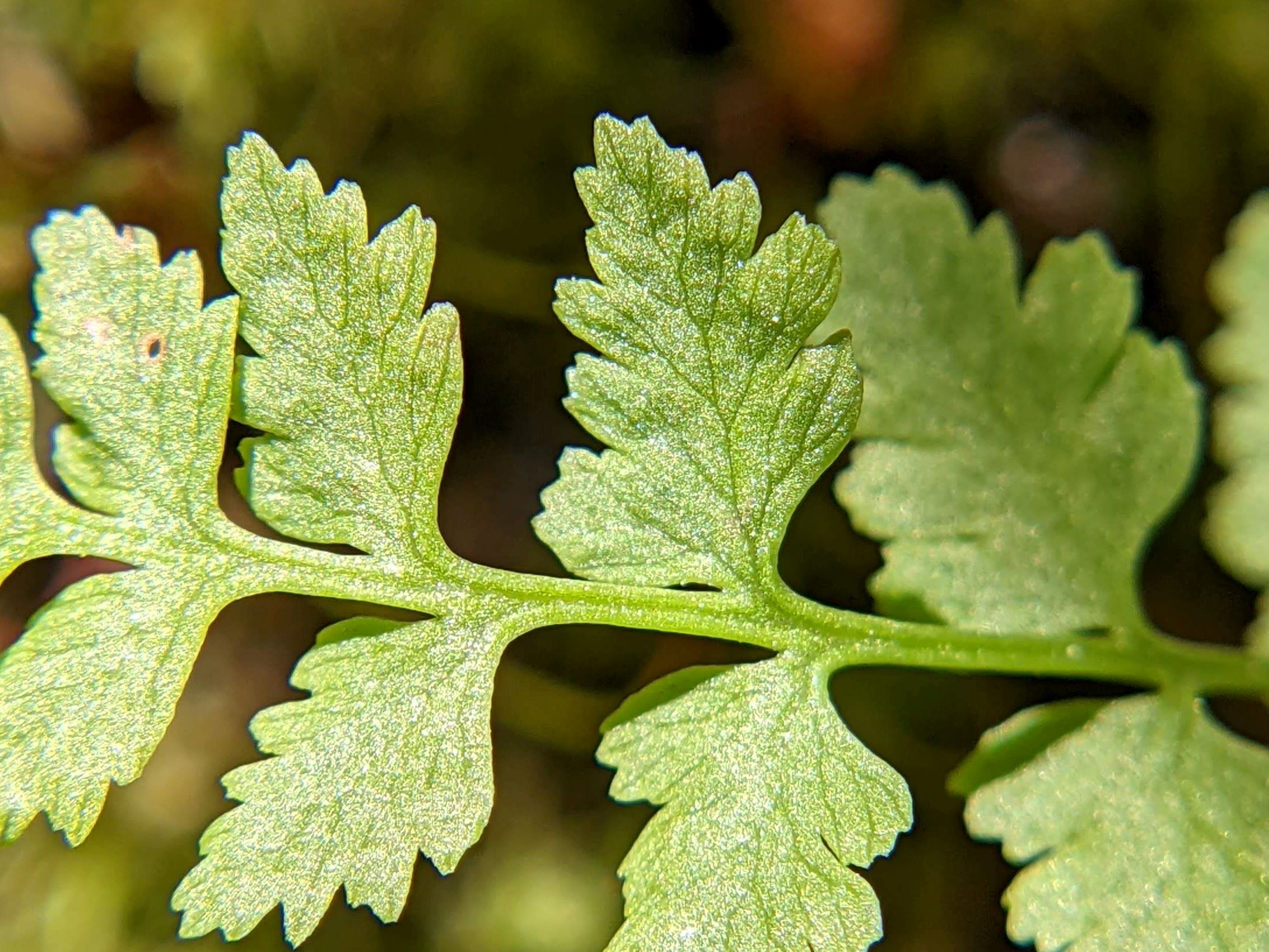 Cystopteris fragilis | Ferns and Lycophytes of the World