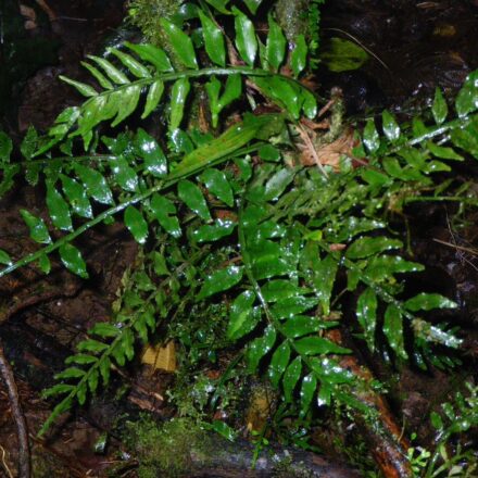 Lomariopsis maxonii | Ferns and Lycophytes of the World