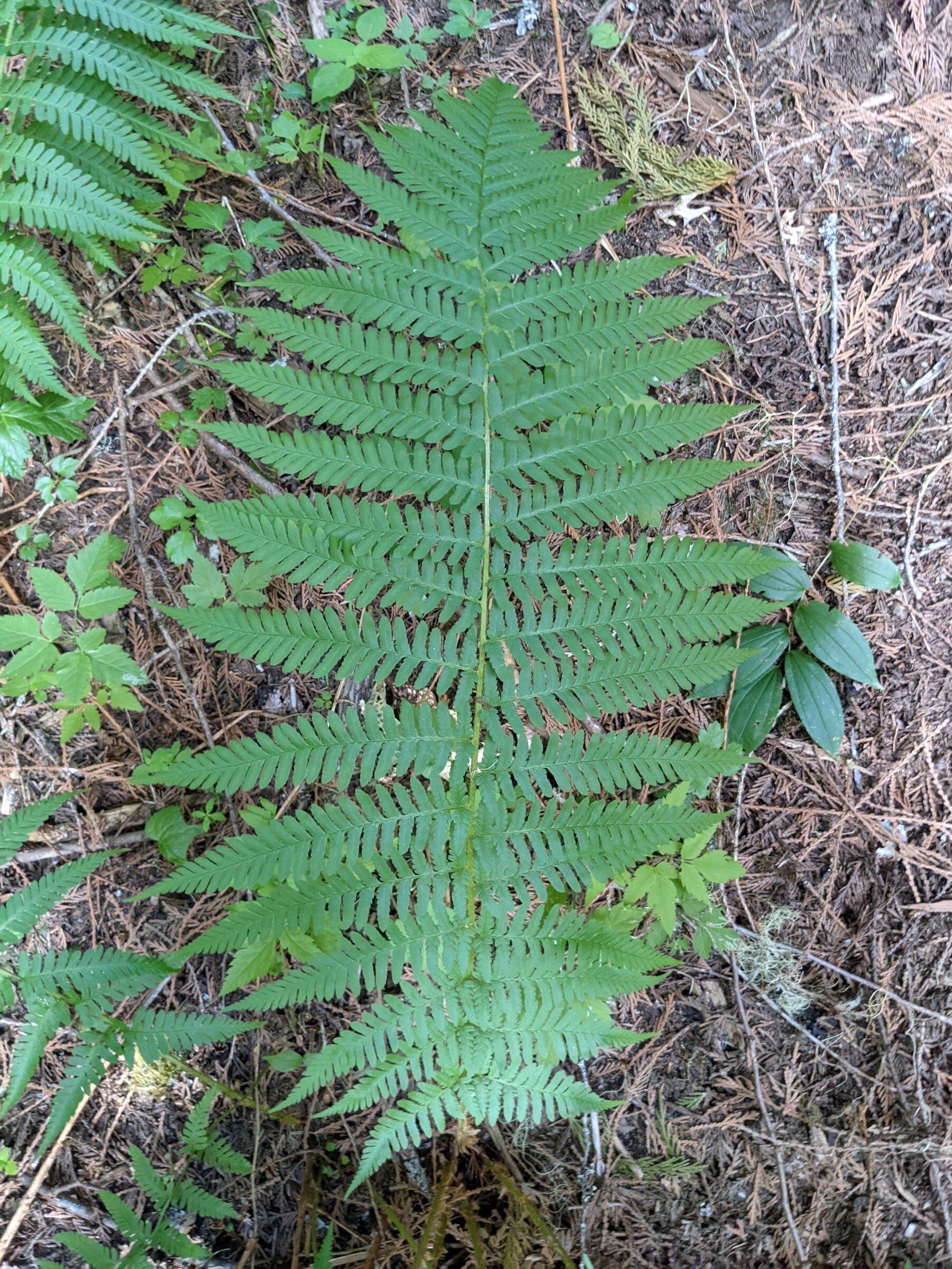 Dryopteris filix-mas | Ferns and Lycophytes of the World
