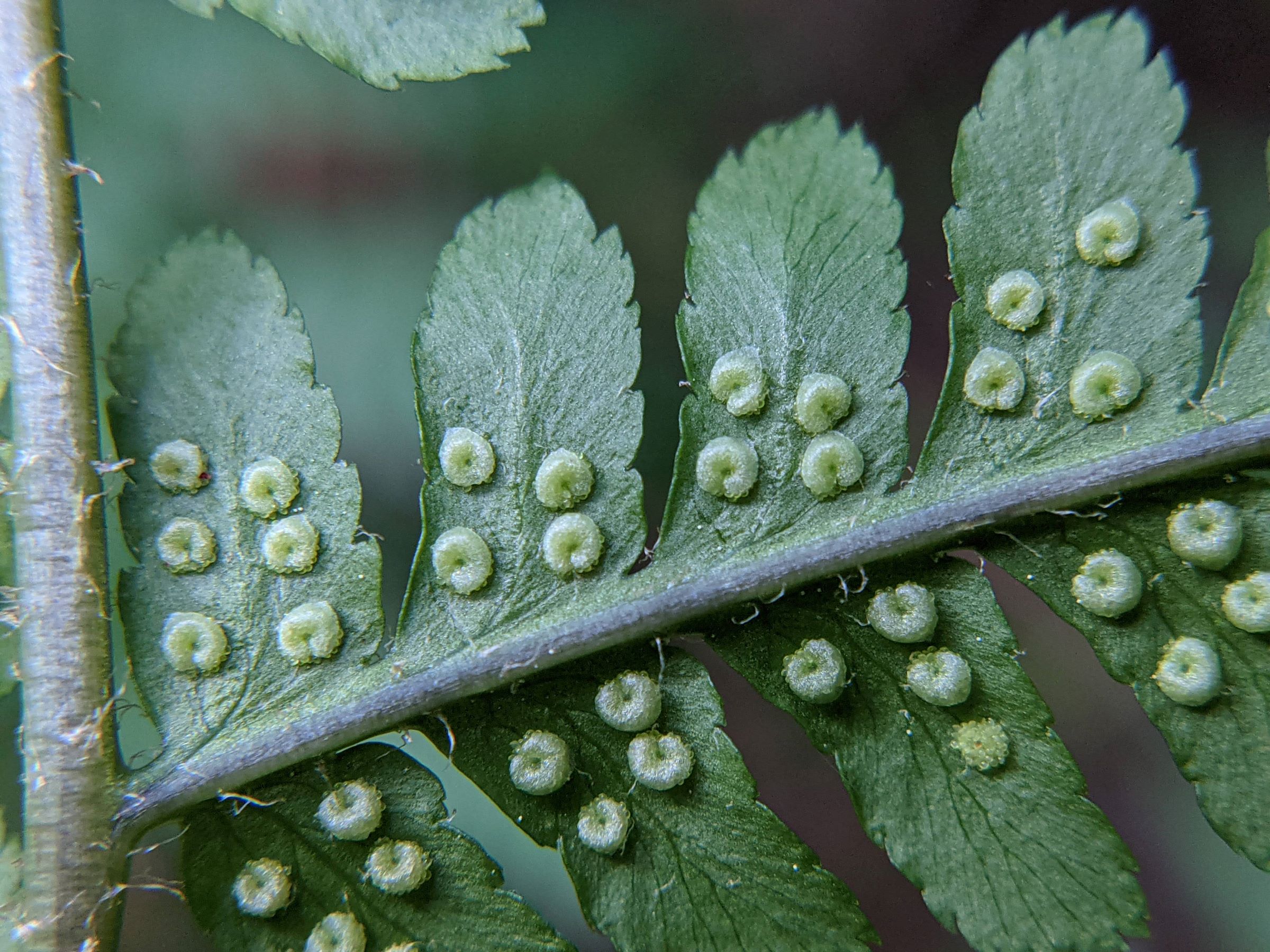 Dryopteris filix-mas | Ferns and Lycophytes of the World